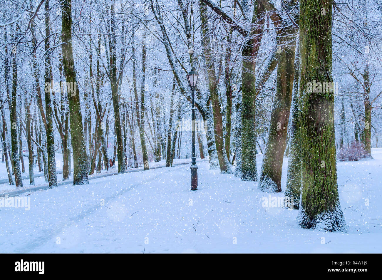 Winter landscape, snowy winter trees along the park alley - winter ...