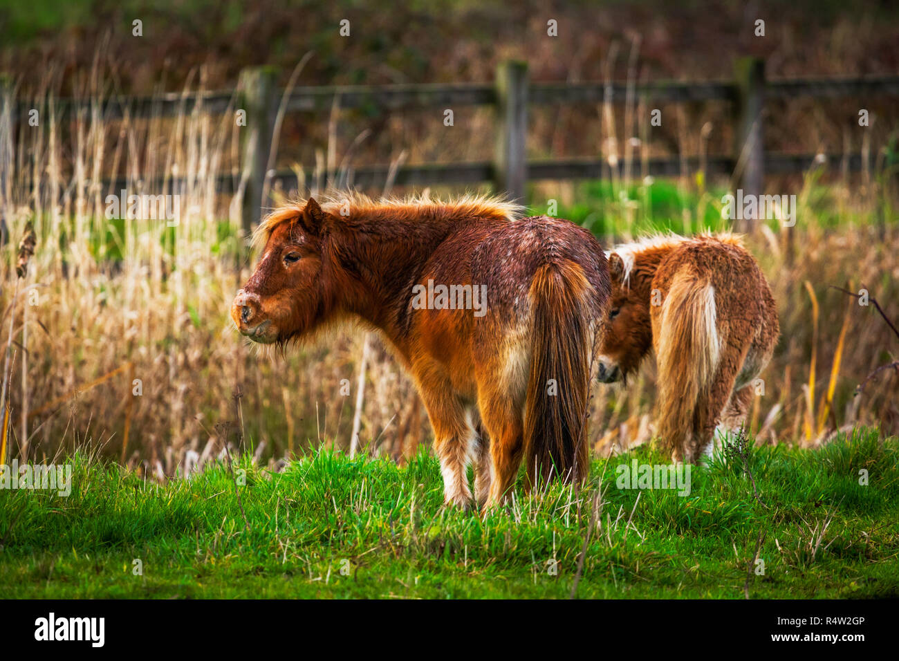 Two small ponies in a roadside field Stock Photo - Alamy