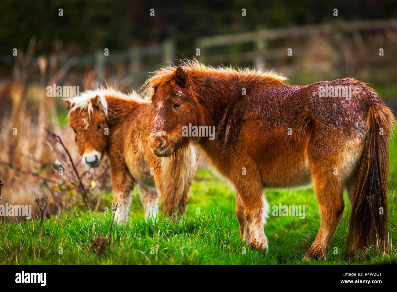 Two shetland ponies grazing in hi-res stock photography and images - Alamy