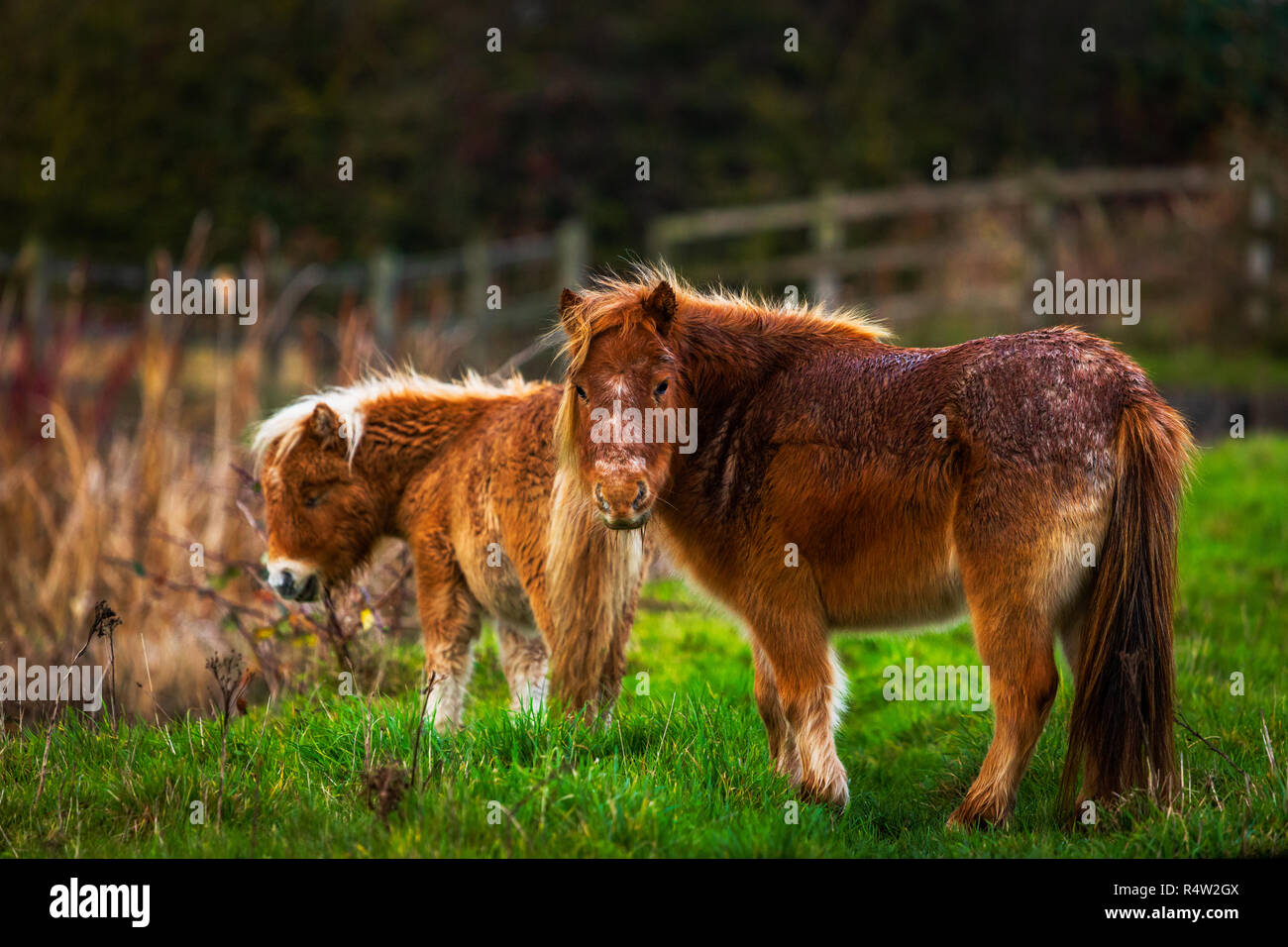 Two small ponies in a roadside field Stock Photo - Alamy