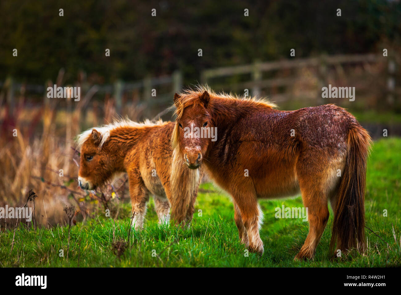 Two small ponies in a roadside field Stock Photo - Alamy