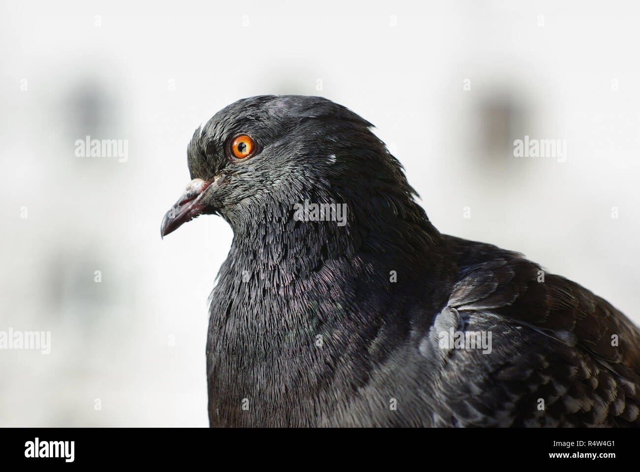 Pigeon Profile View High Resolution Stock Photography and Images - Alamy