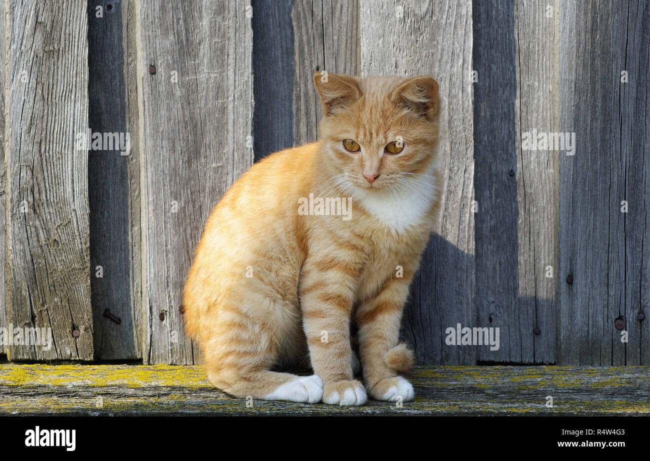 Ginger colour cat hi-res stock photography and images - Alamy