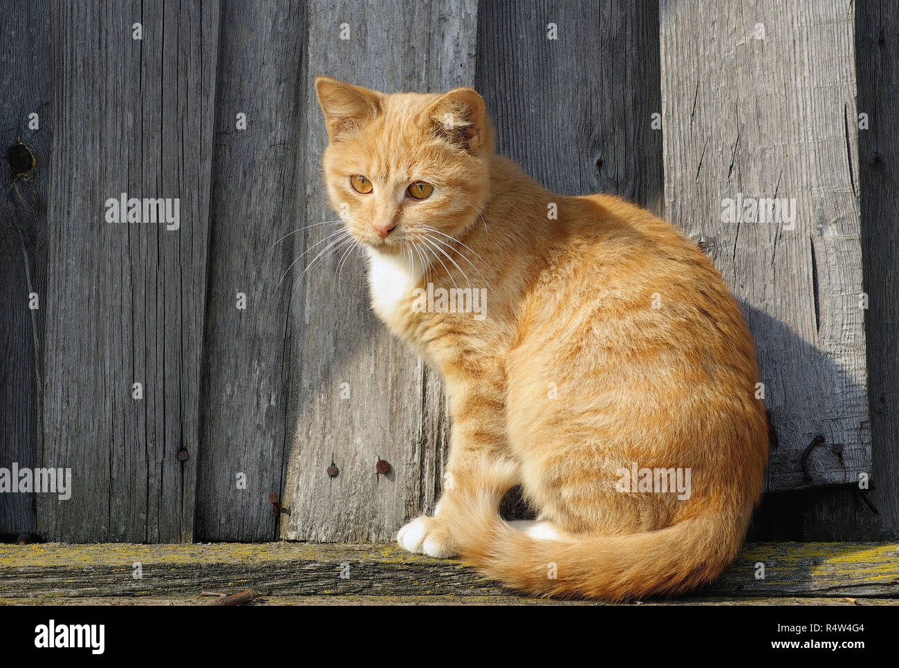 Cute ginger tabby cat Stock Photo - Alamy