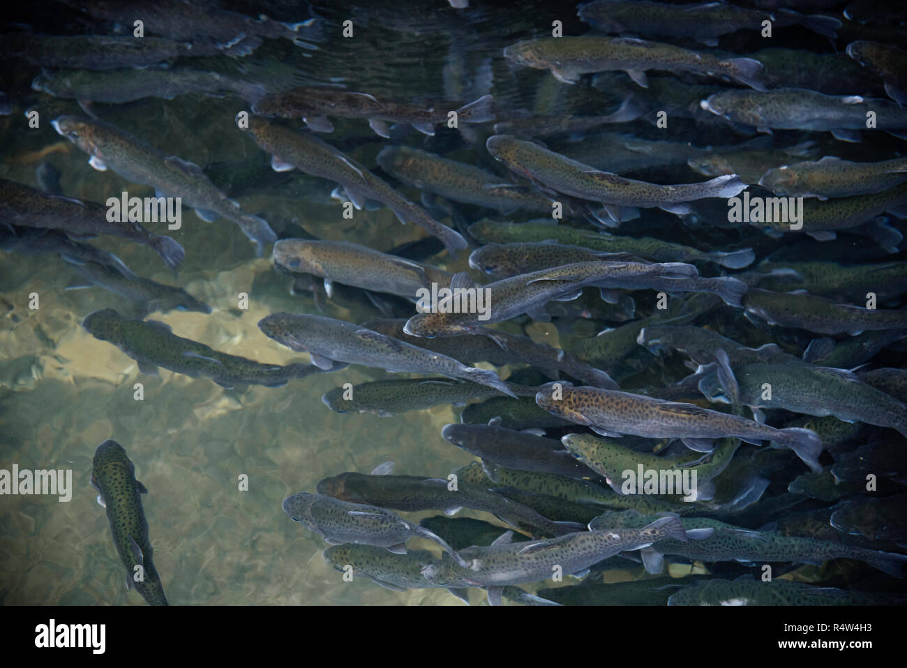 Flock of brown trouts swimming in the fish pond Stock Photo - Alamy