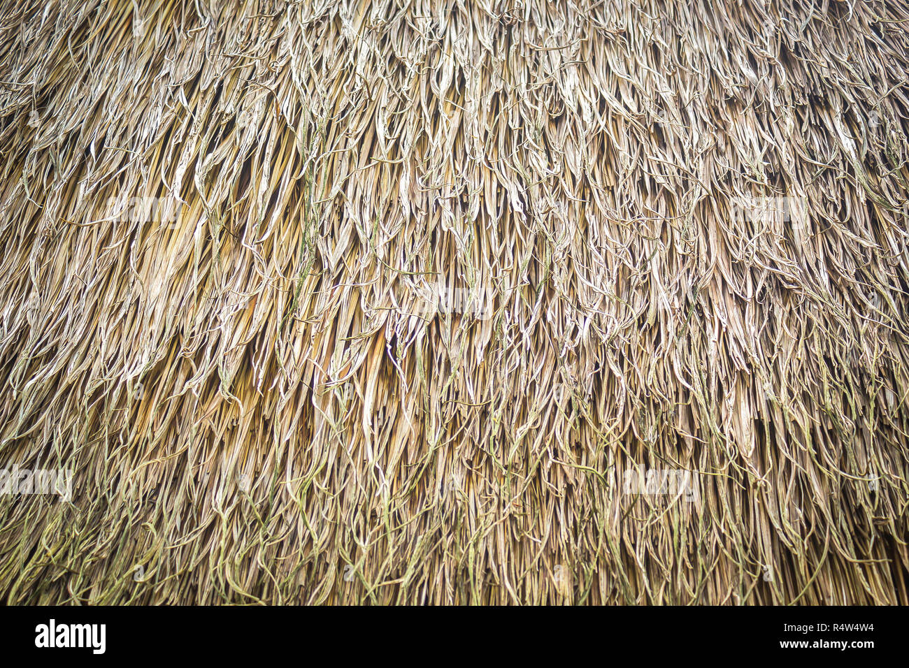 Grasses thatch roof Stock Photo - Alamy