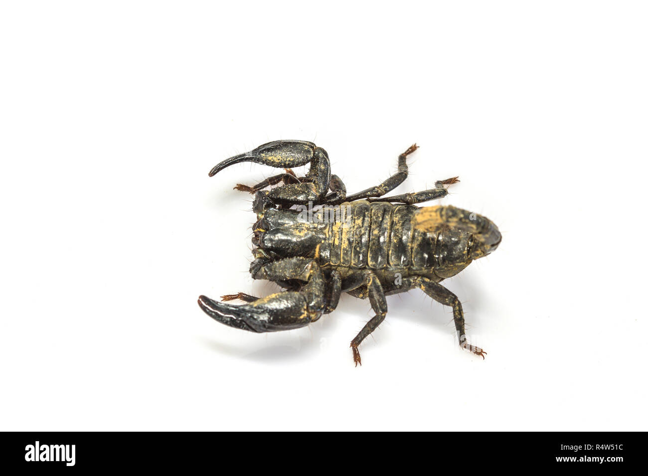 Scorpion ( Pandinus imperator) on white background Stock Photo - Alamy