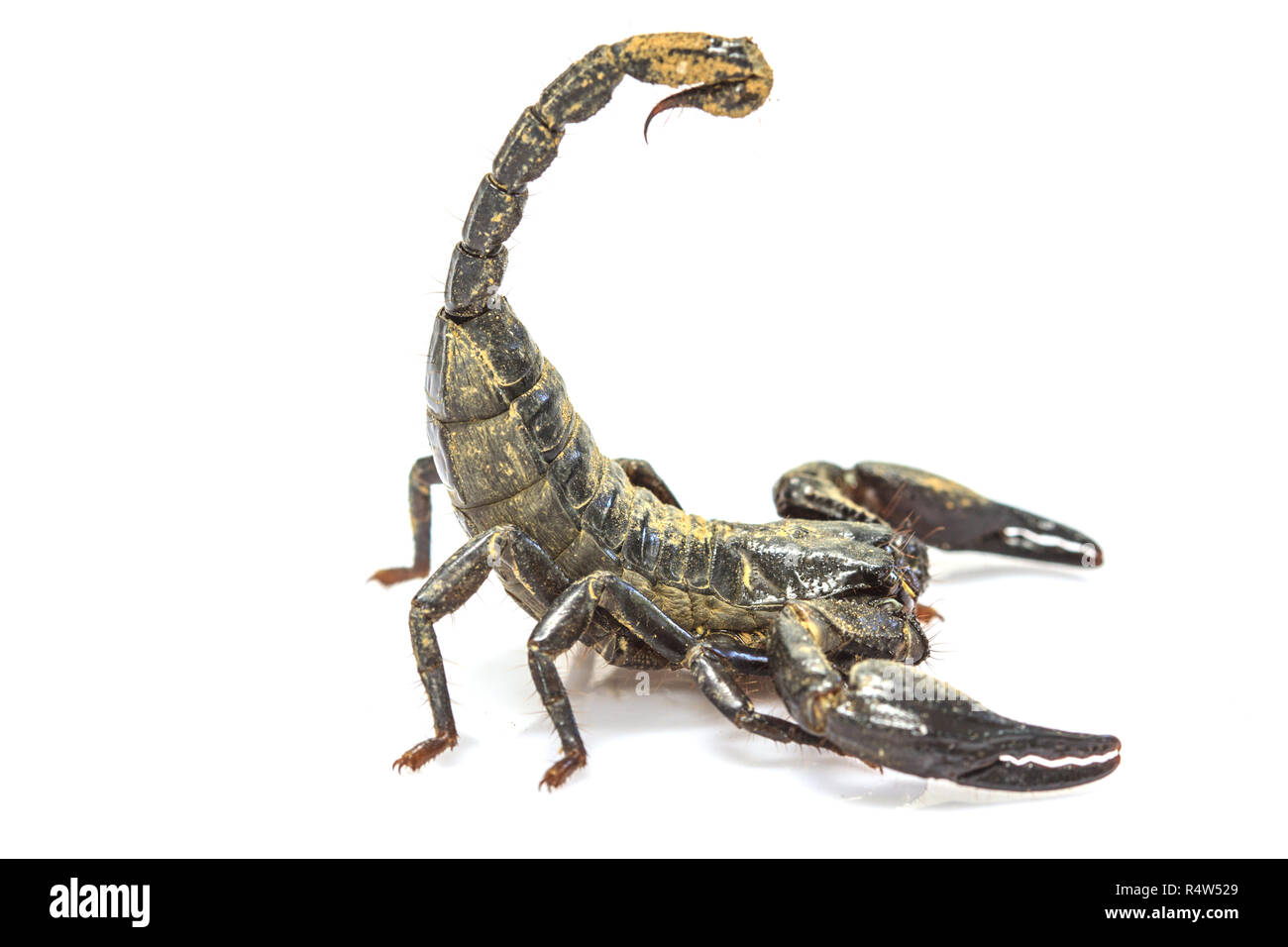 Scorpion ( Pandinus imperator) on white background Stock Photo - Alamy