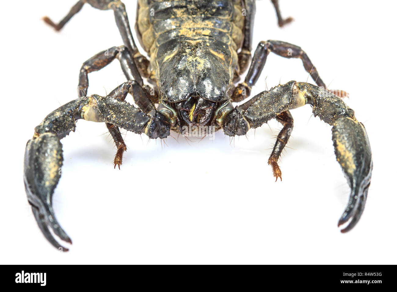 Scorpion ( Pandinus imperator) on white background Stock Photo - Alamy