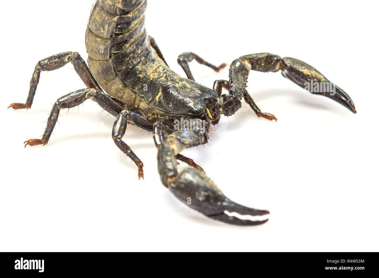 Scorpion ( Pandinus imperator) on white background Stock Photo - Alamy