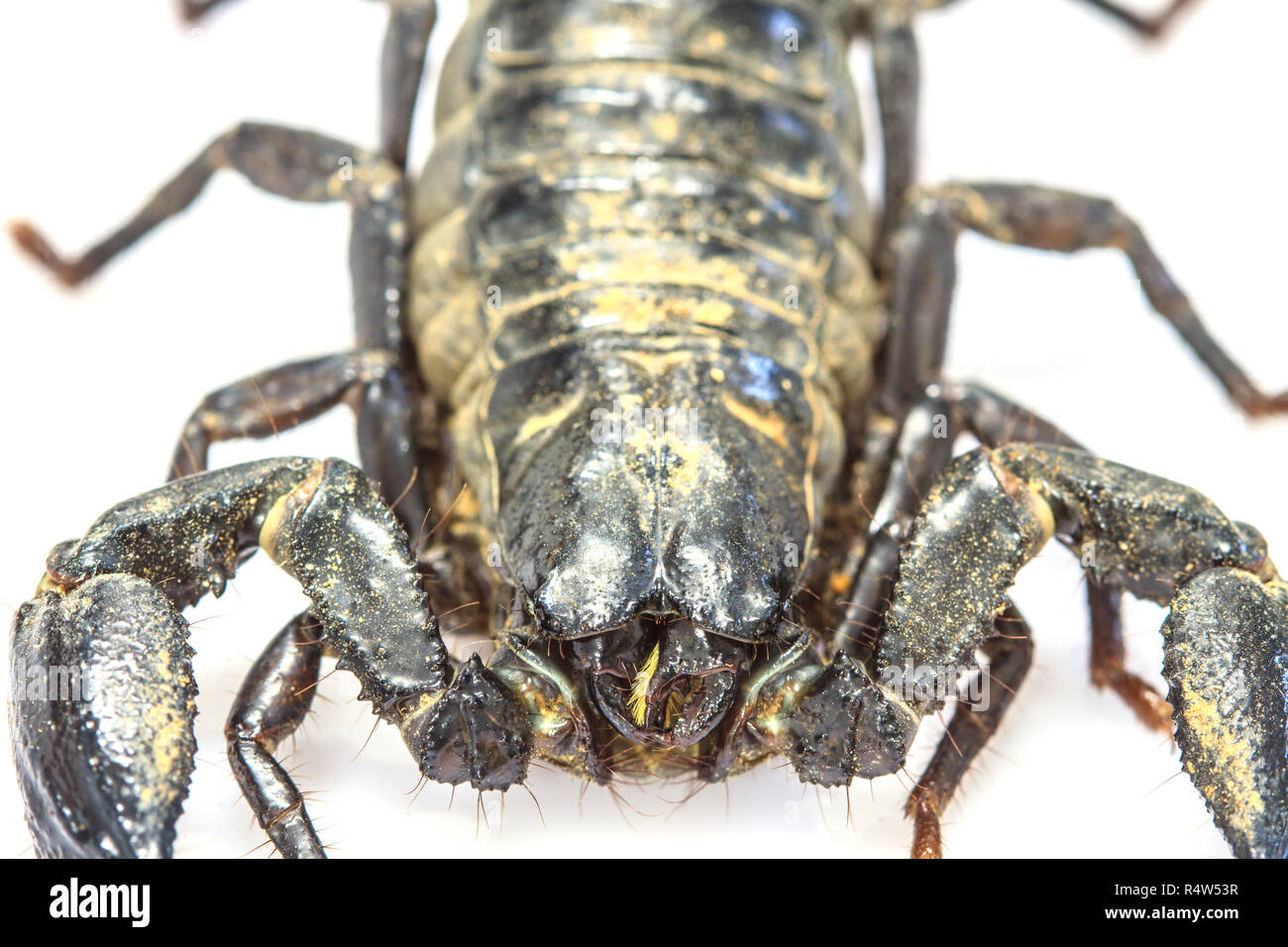 Scorpion ( Pandinus imperator) on white background Stock Photo - Alamy