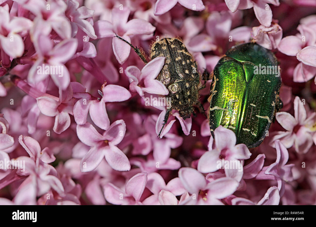 two pollen eaters rose beetle and weeping rose beetle on small-flowered ...