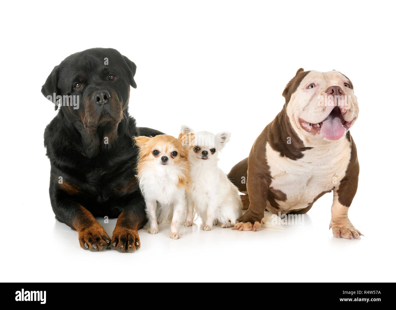 american bully, chihuahua and rottweiler in front of white background ...