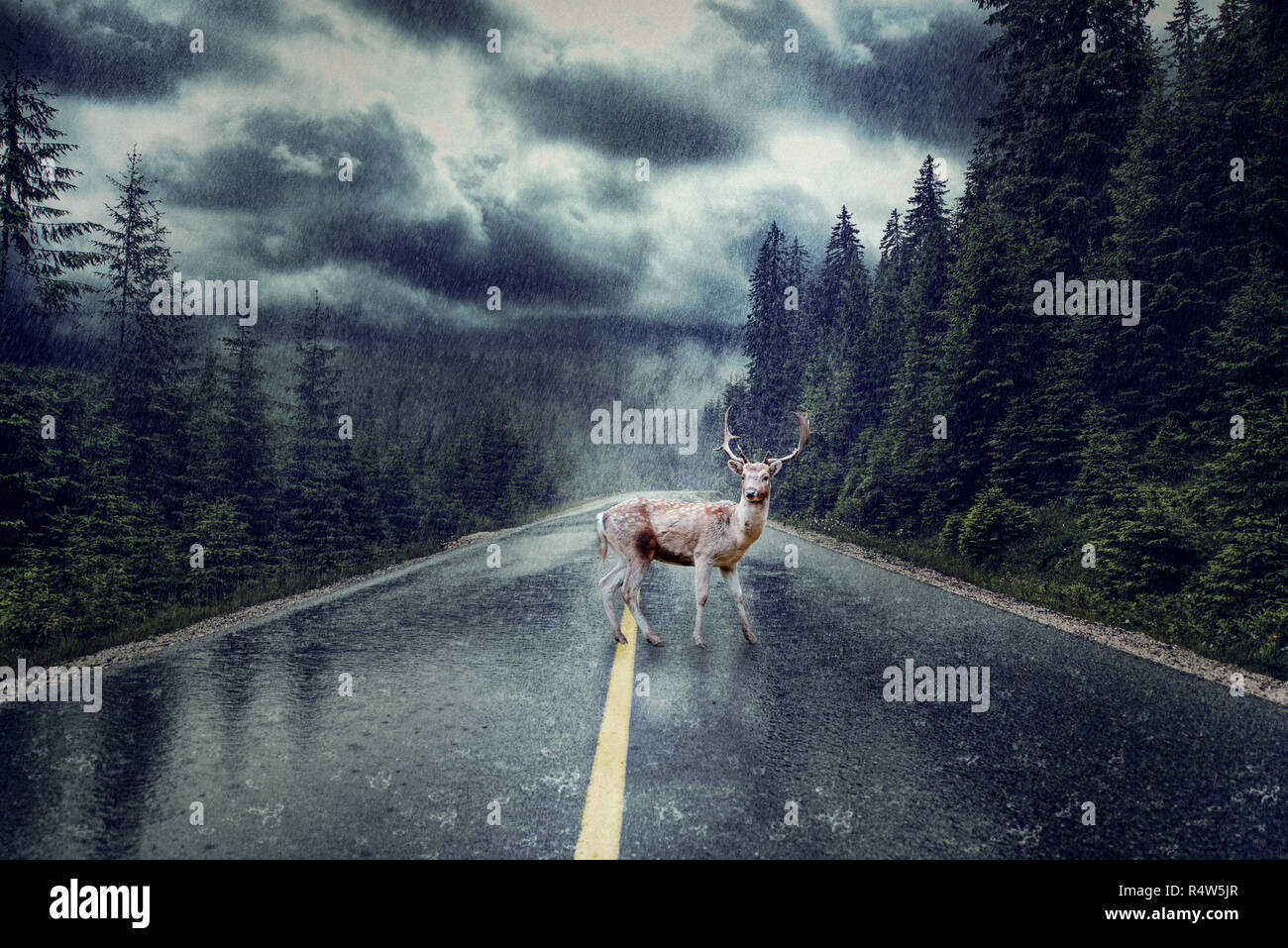 Storm with rain on the street. Deer standing in the middle of the road ...