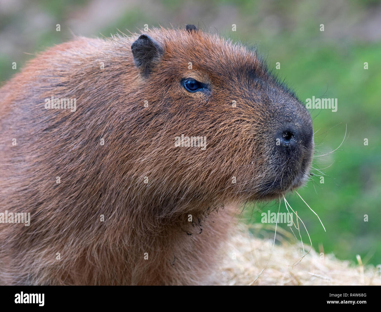 Capybara Hydrochoerus hydrochaeris Stock Photo - Alamy
