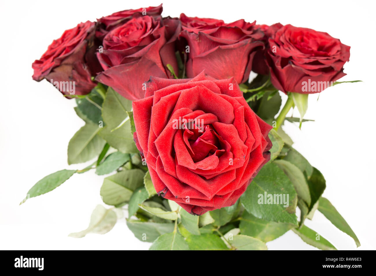 Bunch of beautiful dark red roses isolated on white background Stock ...