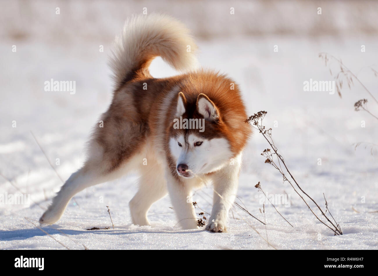 Red dog husky standing in snow field in aggressive pose Stock Photo - Alamy