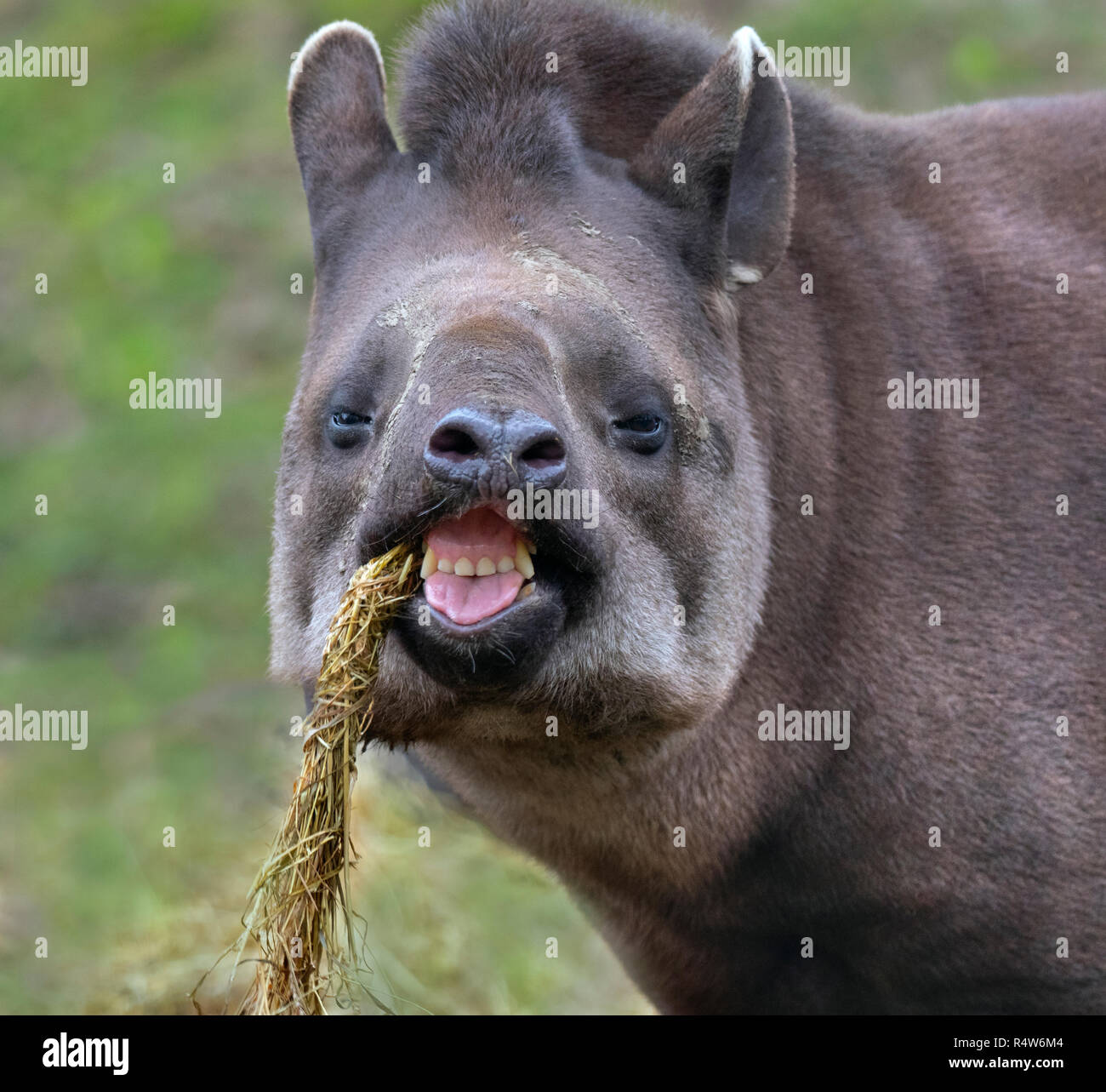 South American Tapir Tapirus eating grass CAPTIVE Stock Photo - Alamy
