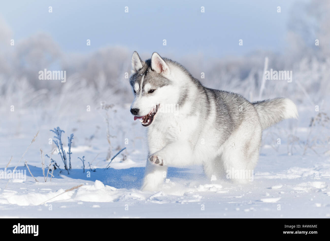 Huskies Running In Snow