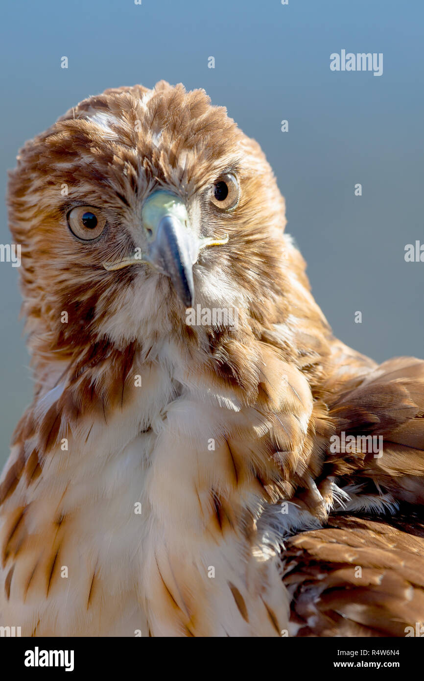 Red tail eagle hi-res stock photography and images - Alamy