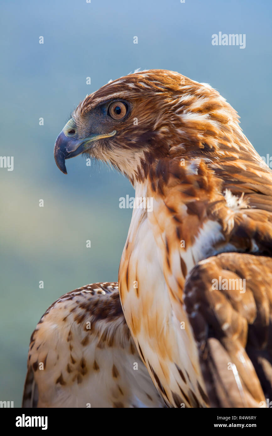 Red tail eagle hi-res stock photography and images - Alamy