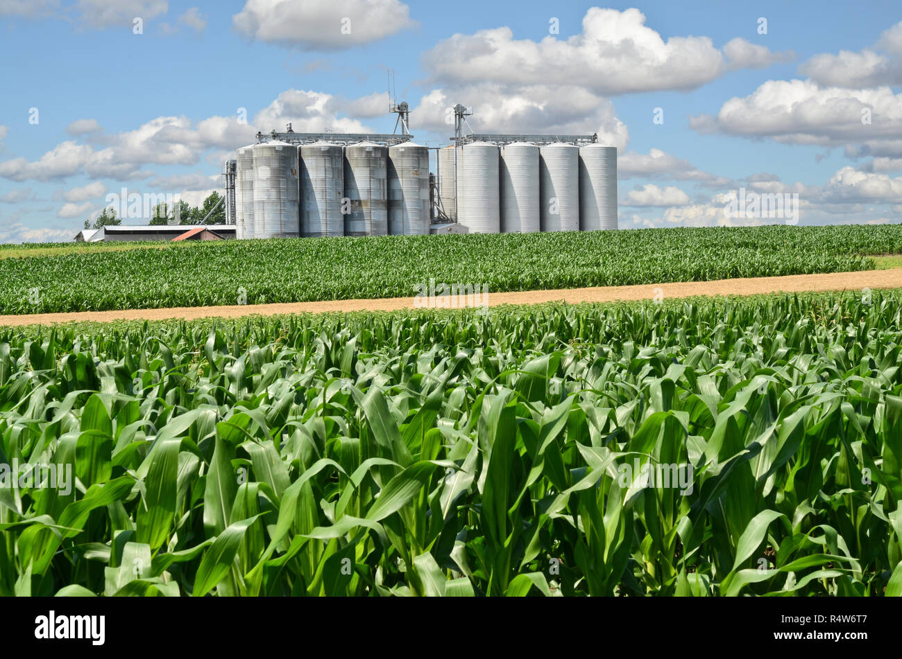 Corn grain silos in maize hi-res stock photography and images - Alamy