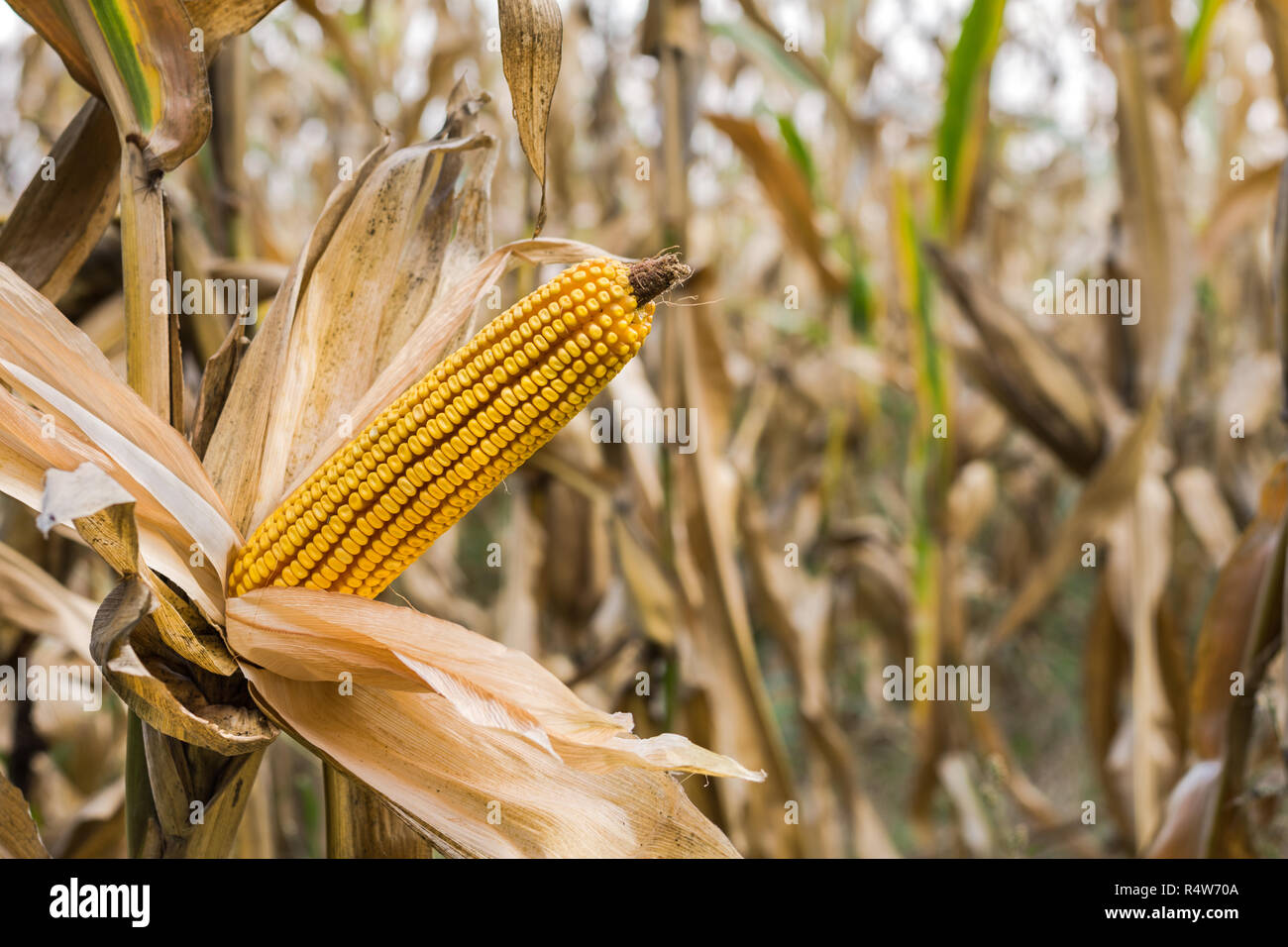 One ripe corn on the stalk in a field ready for harvest. Close-up ...