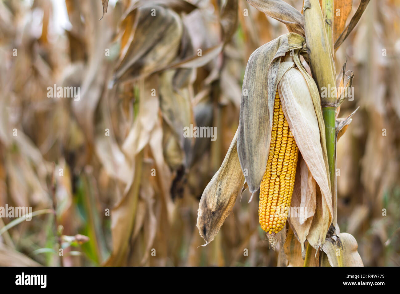 One ripe corn on the stalk in a field ready for harvest. Close-up ...