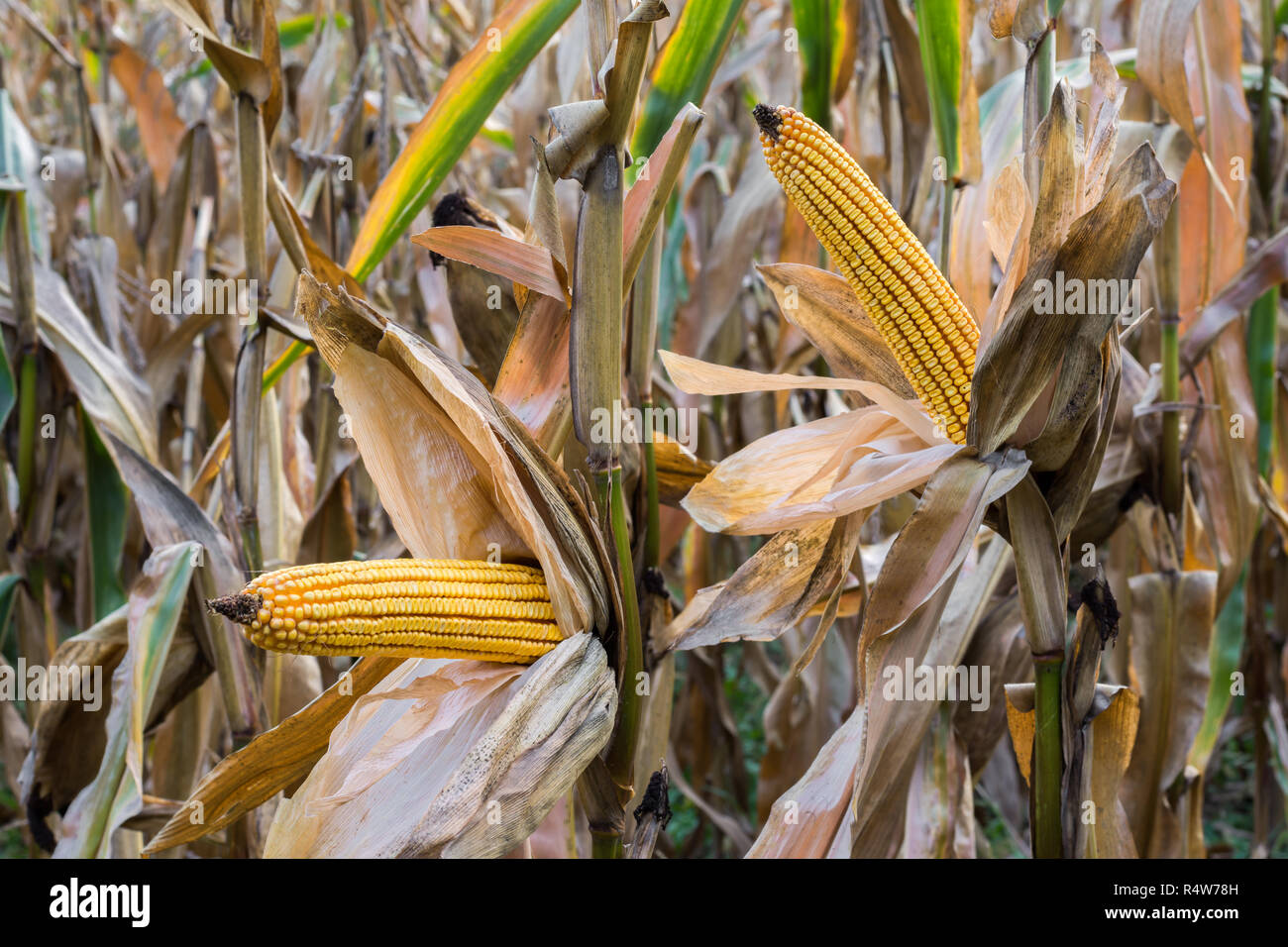 Two ripen corn on the stalk in a field ready for harvest Stock Photo ...