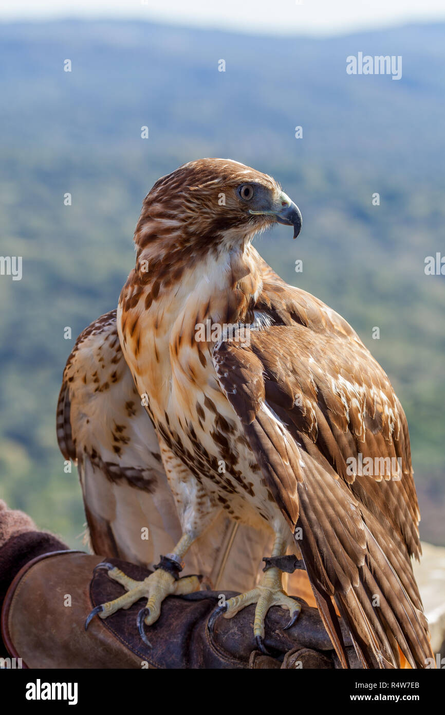 Red tail eagle hi-res stock photography and images - Alamy