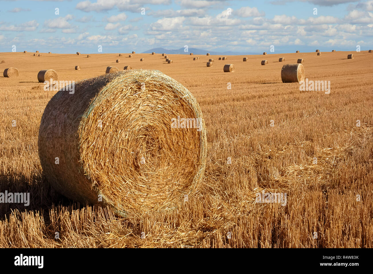 Straw bales in the field Stock Photo - Alamy