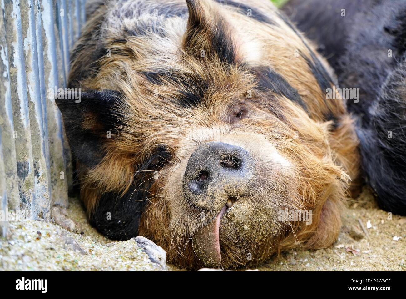 Kune kune pigs hi-res stock photography and images - Alamy