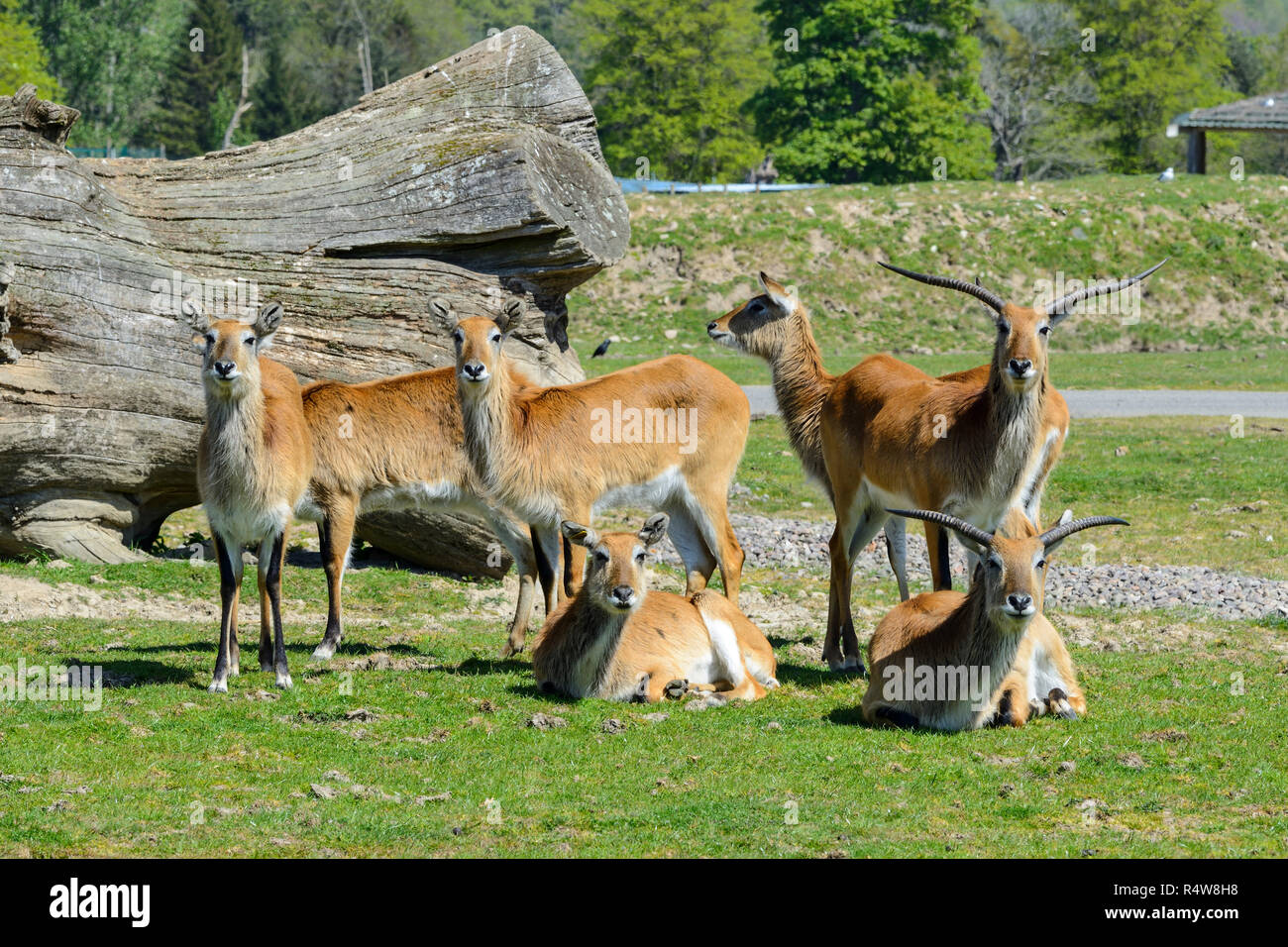 Kafue Lechwe (Kobus leche kafuensis), Blair Drummond Safari Park, near ...