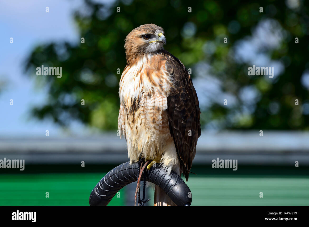 Red Tailed Hawk (Buteo jamaicensis) on perch at birds of prey centre ...