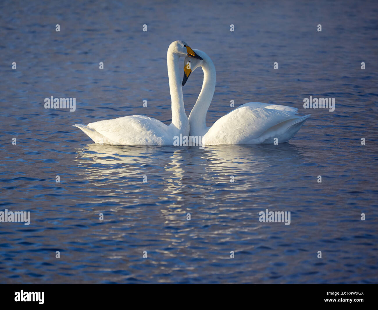 Beautiful peaceful romantic couple river hi-res stock photography and ...
