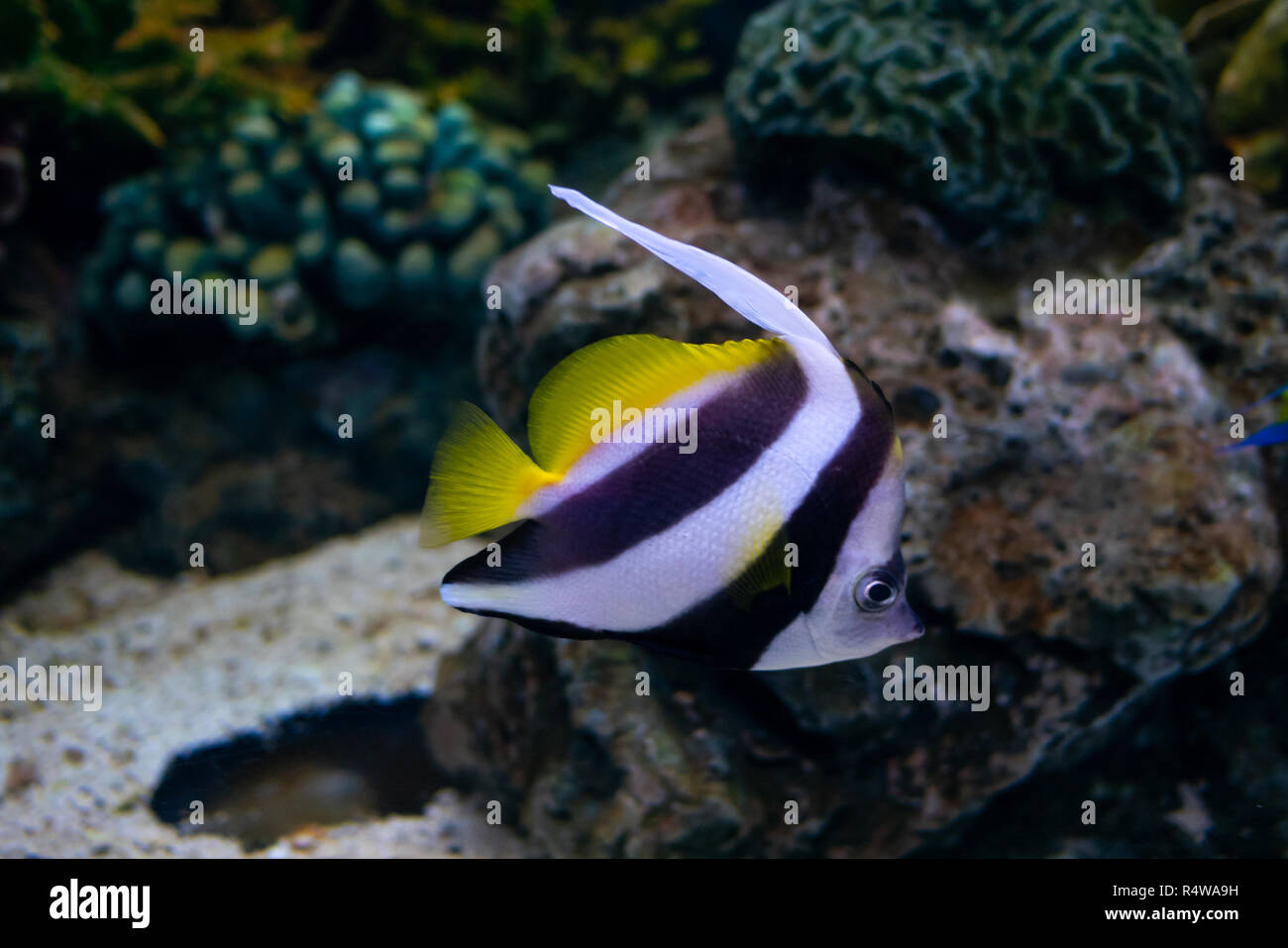 Beautiful fish in the aquarium on decoration of aquatic plants ...