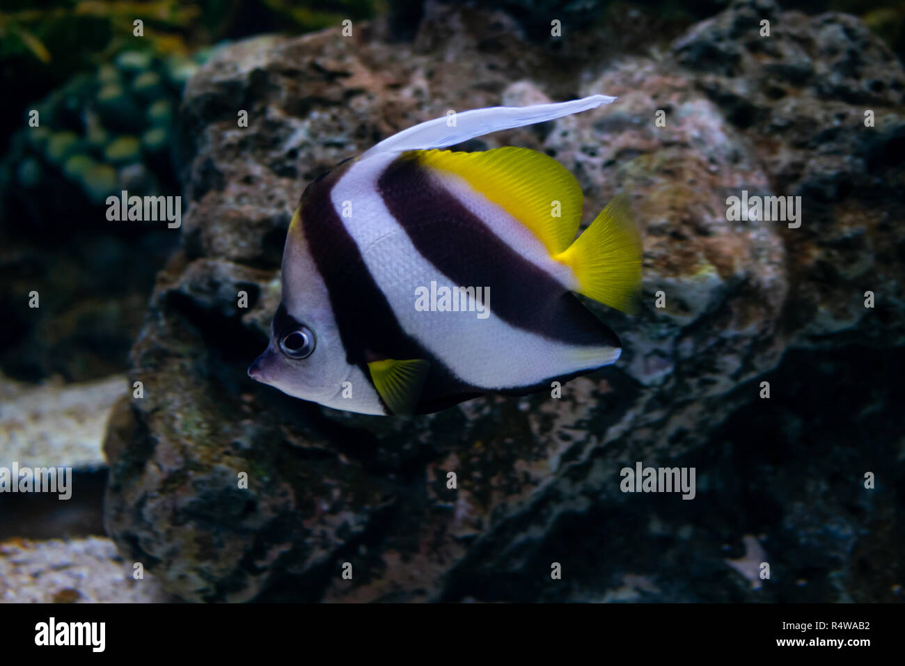Beautiful fish in the aquarium on decoration of aquatic plants ...