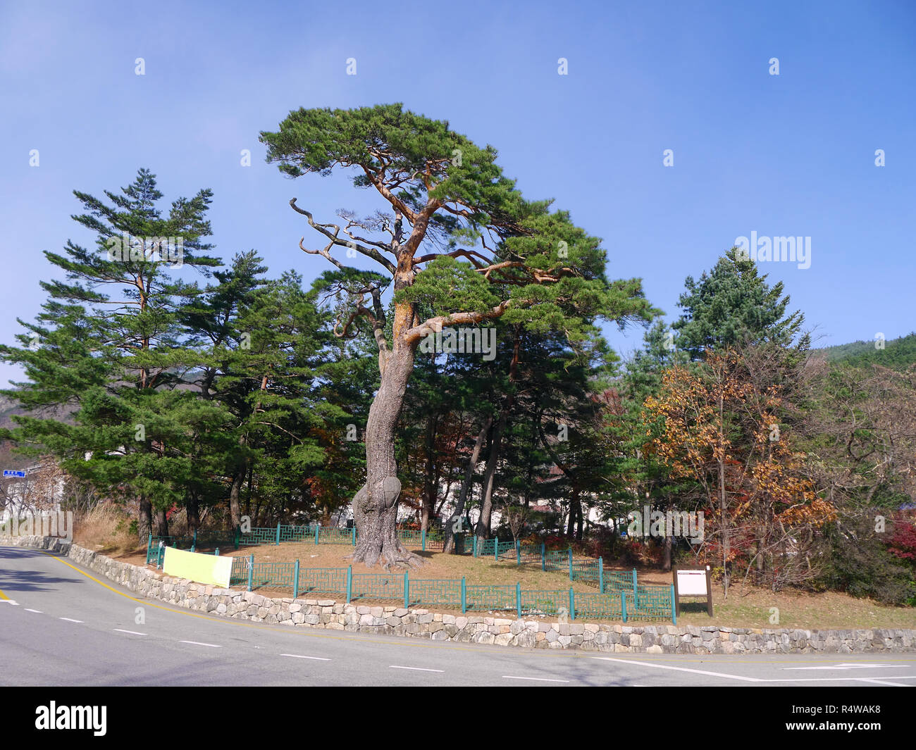 Asian tree in the street of South Korea Stock Photo - Alamy