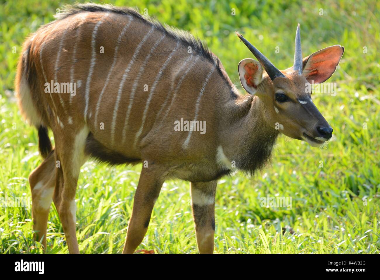 beautiful subadult male bongo (Tragelaphus eurycerus) standing on ...