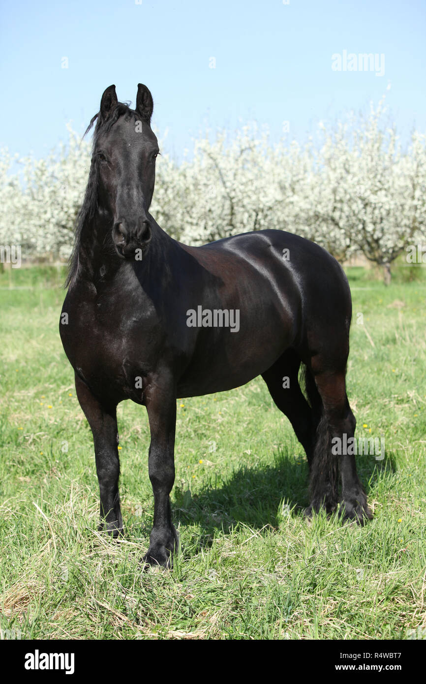 Black Horse Standing Wallpaper Hd