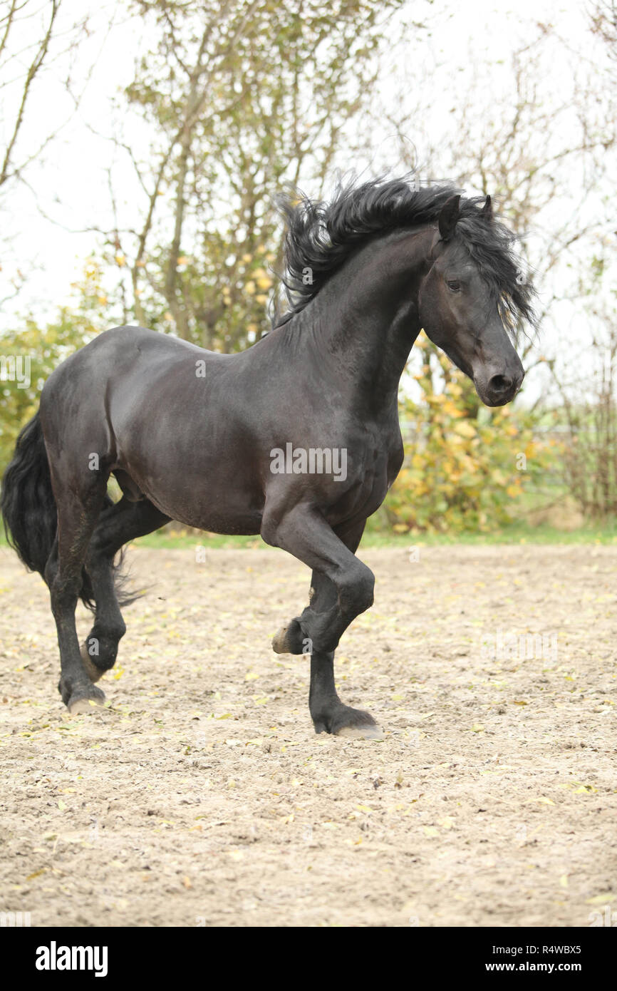 Nice friesian stallion running on sand in autumn Stock Photo - Alamy
