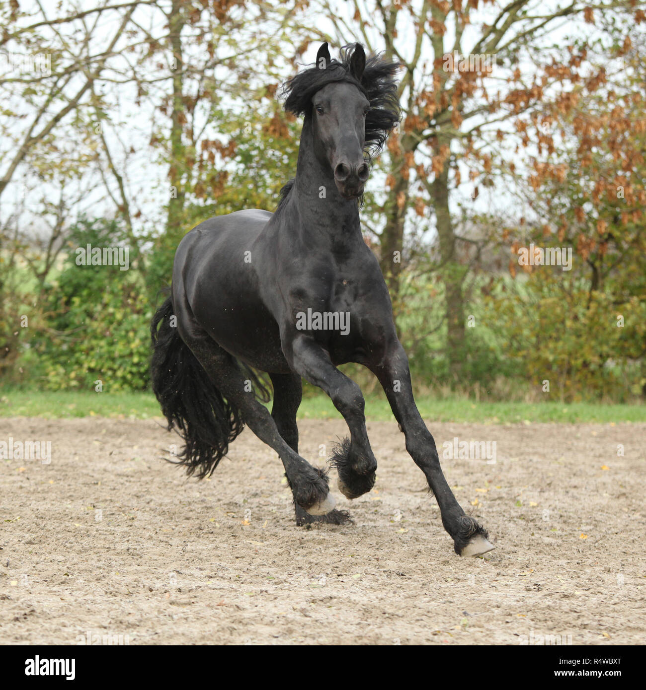 Stallion galloping hi-res stock photography and images - Alamy