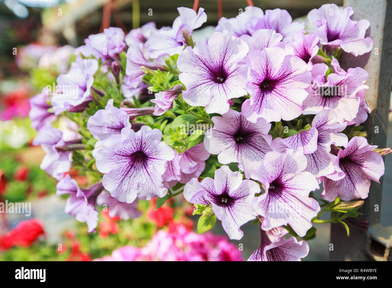 Colorful Spring Flower Stock Photo - Alamy