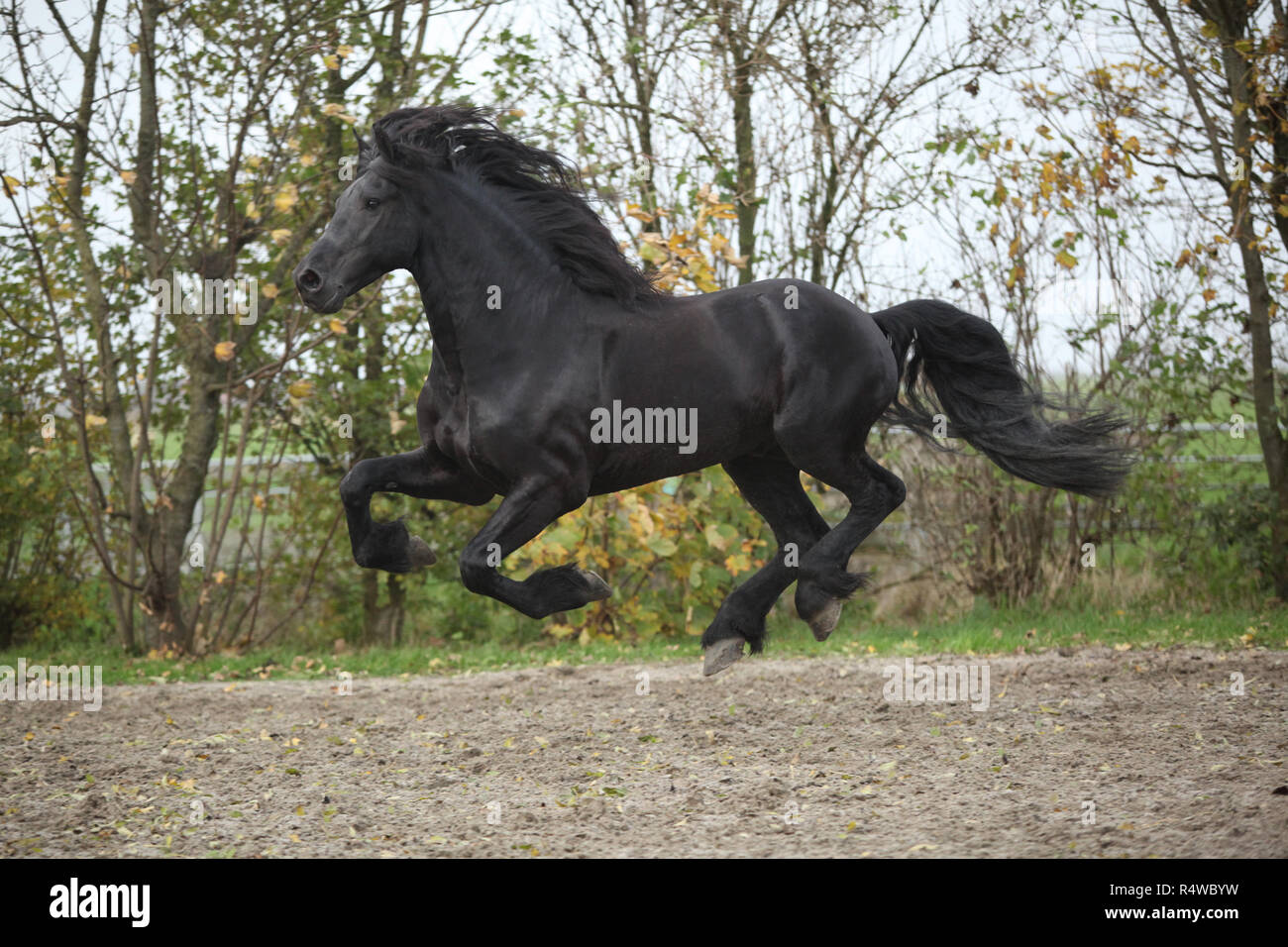 Perfect power horse hi-res stock photography and images - Alamy