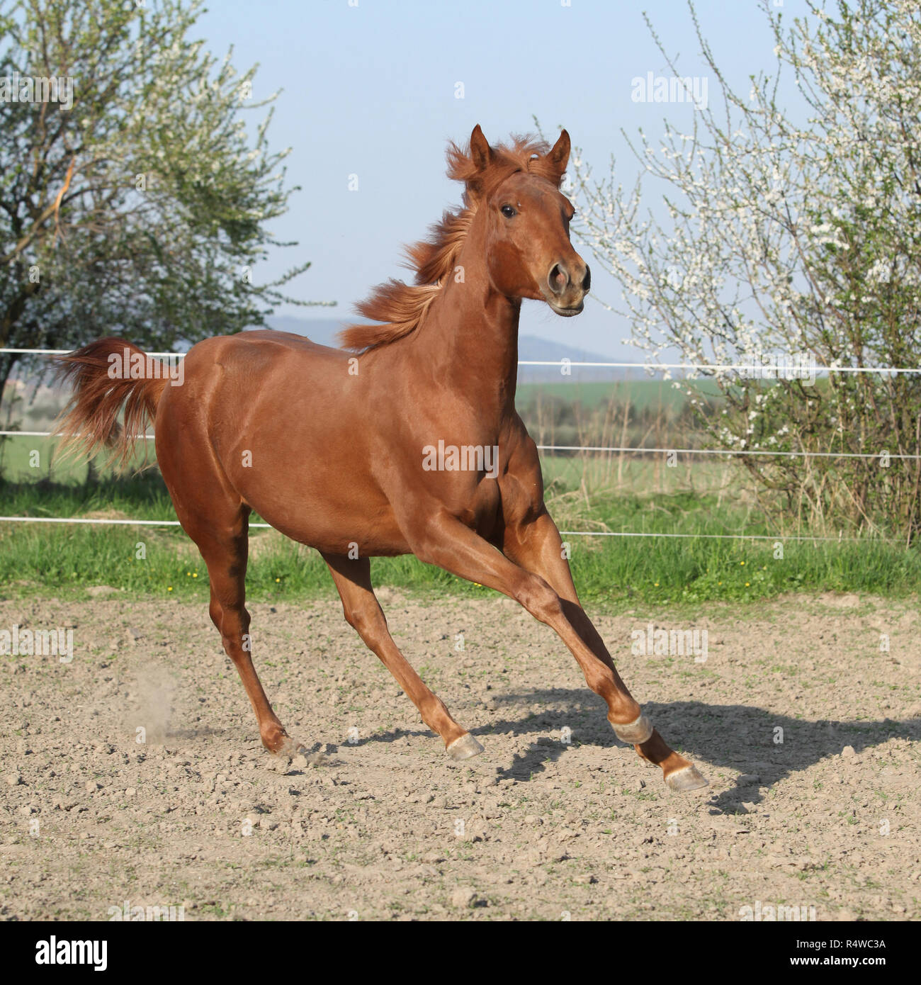 Young chestnut horse running in spring in front of some flowering trees ...