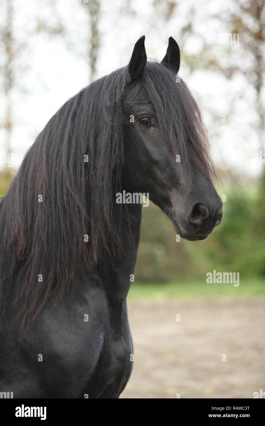 Black friesian horse stallion portrait hi-res stock photography and ...