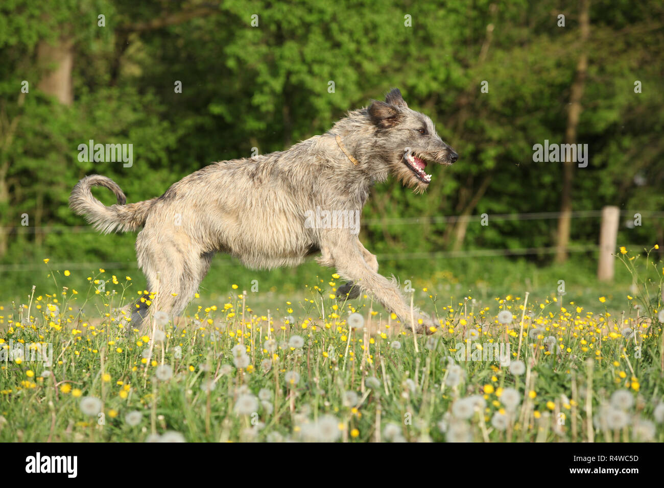 Irish wolfhound dog run in hi-res stock photography and images - Alamy