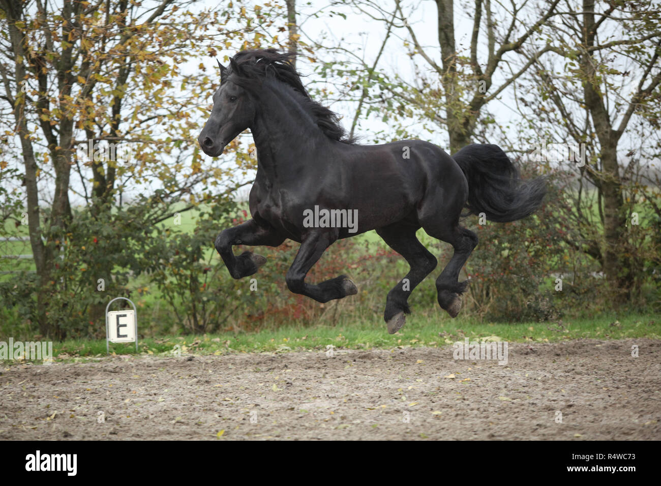 Perfect power horse hi-res stock photography and images - Alamy