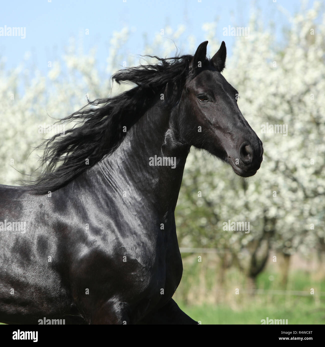 Portrait of friesian mare in front of flowering plum trees Stock Photo ...
