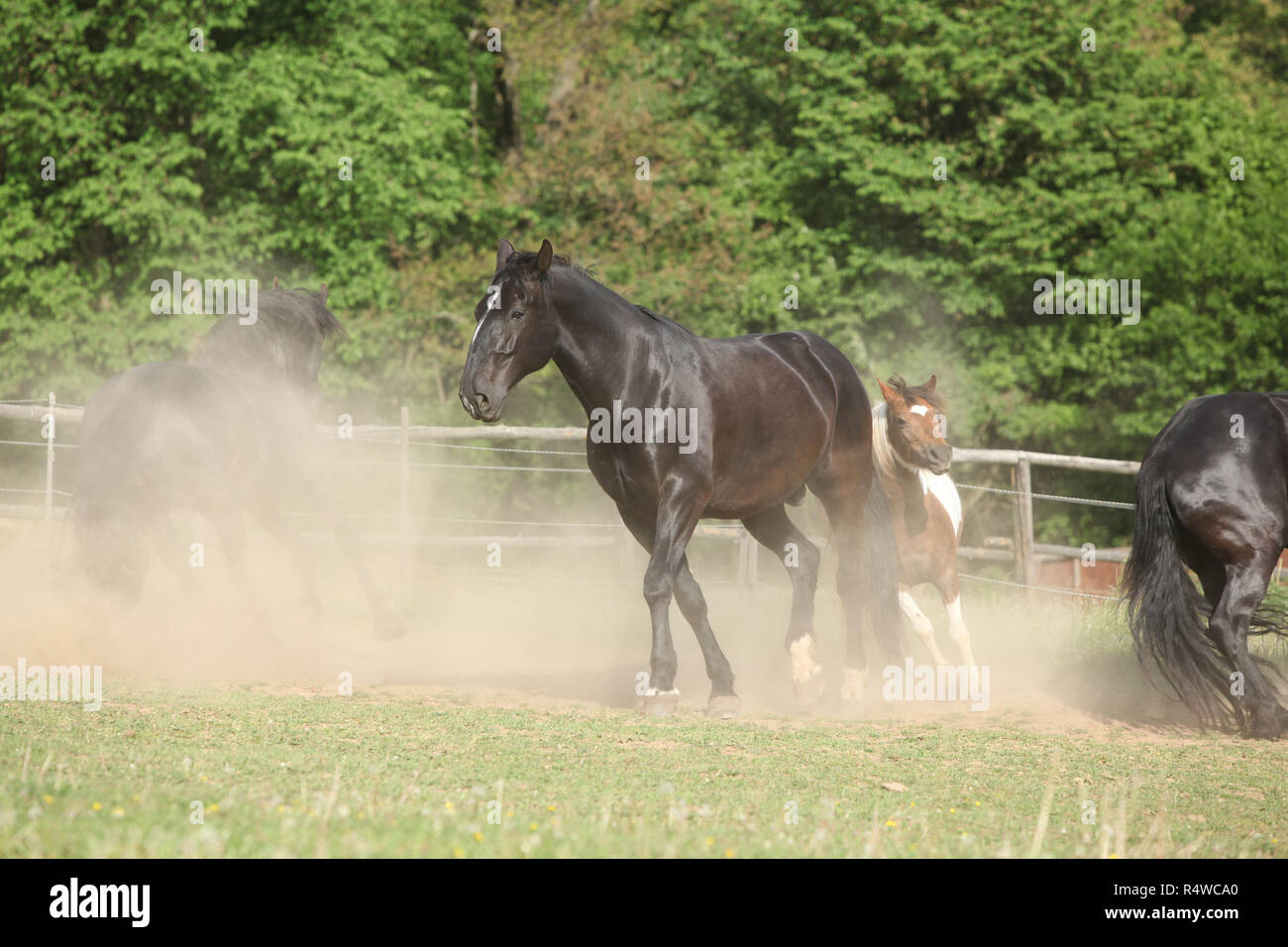 Kladruber High Resolution Stock Photography and Images - Alamy